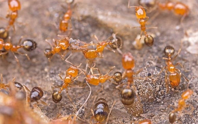 Why Are Ants In Longview So Hard To Get Rid Of? | Gecko Pest Control
